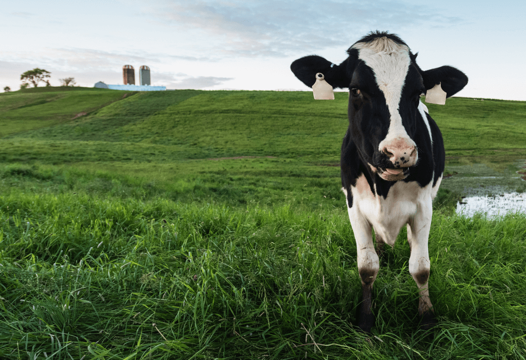 100 Ide Nama Sapi yang Unik dan Lucu - Go-pena